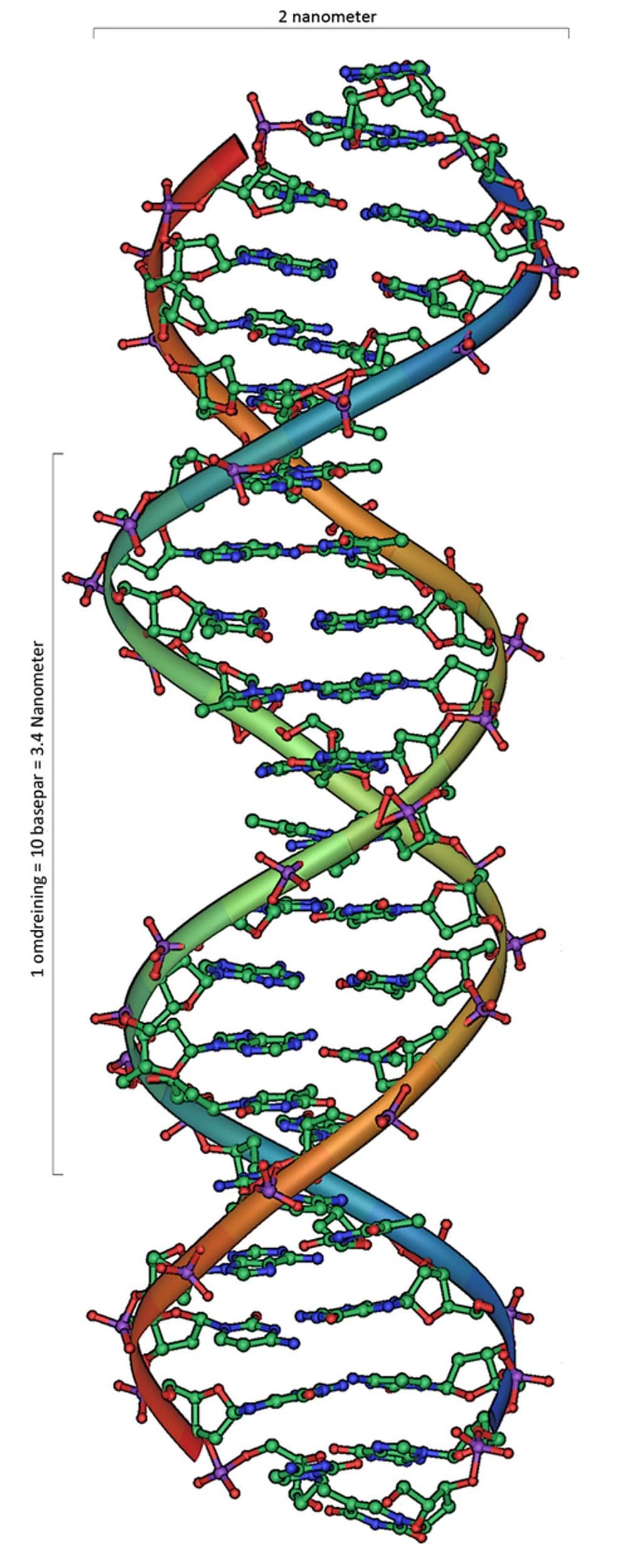 Biologiens byggesteiner - Tu.no